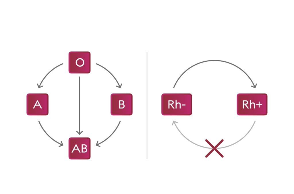 Finding the key to safe blood transfusions - NobelPrize.org