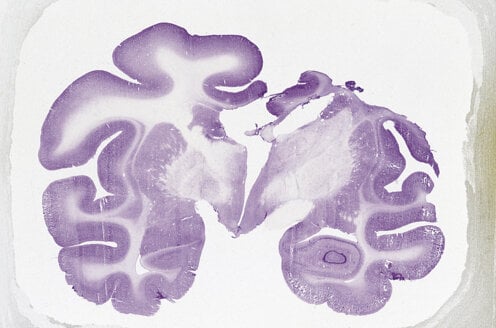 The official website of the Nobel Prize - NobelPrize.org