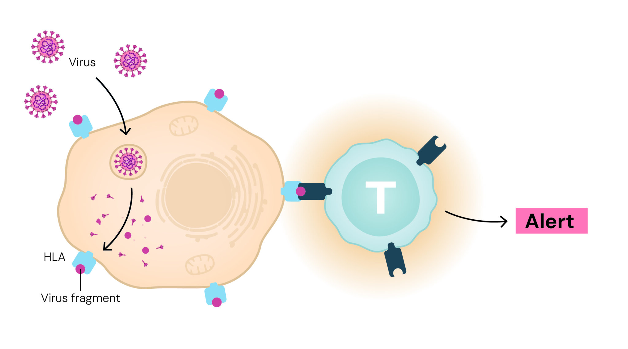 The 2025 medicine prize – The immune system’s security guards ...