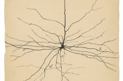 Art and science meet when the Nobel Prize Museum displays Cajal’s nerve ...