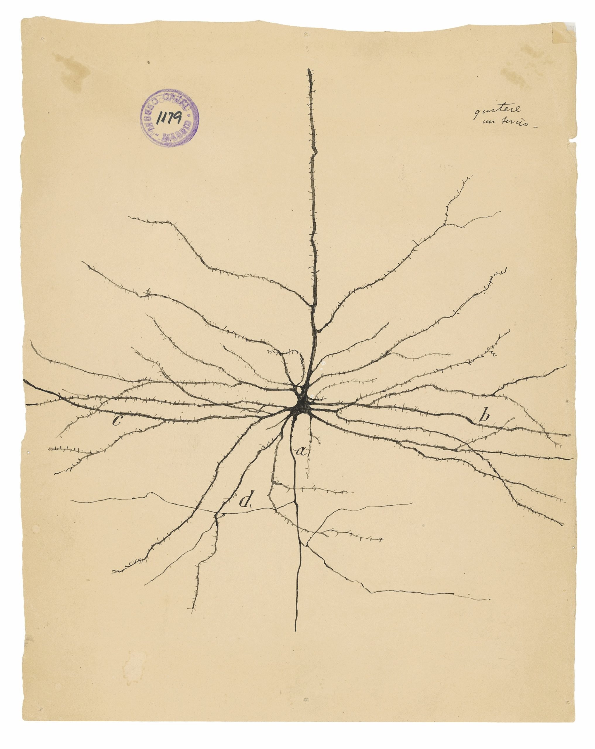 Art and science meet when the Nobel Prize Museum displays Cajal’s nerve cell drawings ...